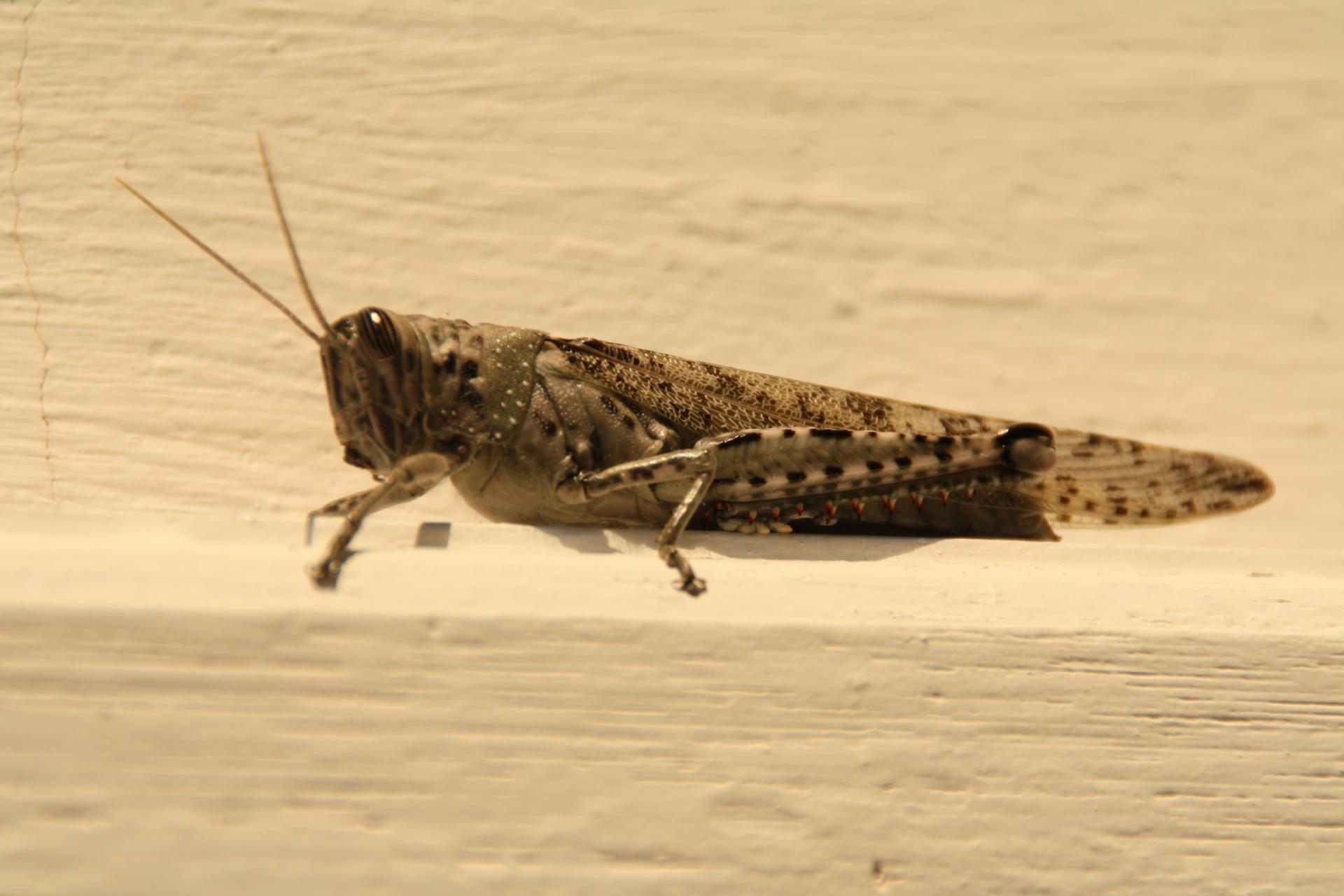 trompeta Colectivo Retirada der grille ähnliches insekt Aprobación ...