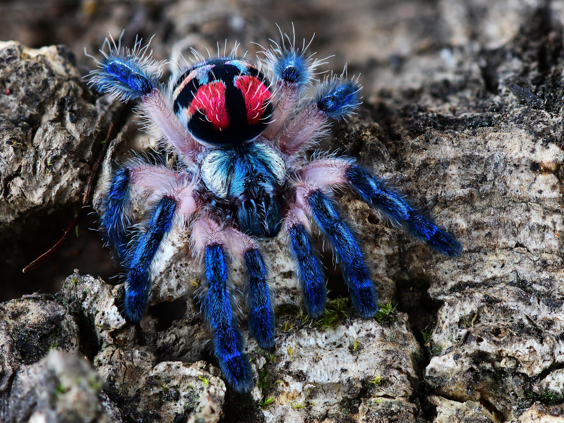 Vogelspinne