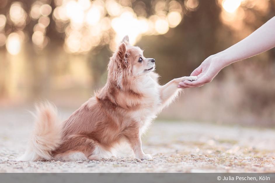Die schönsten Fotos aus dem Leserwettbewerb "Haustiere"