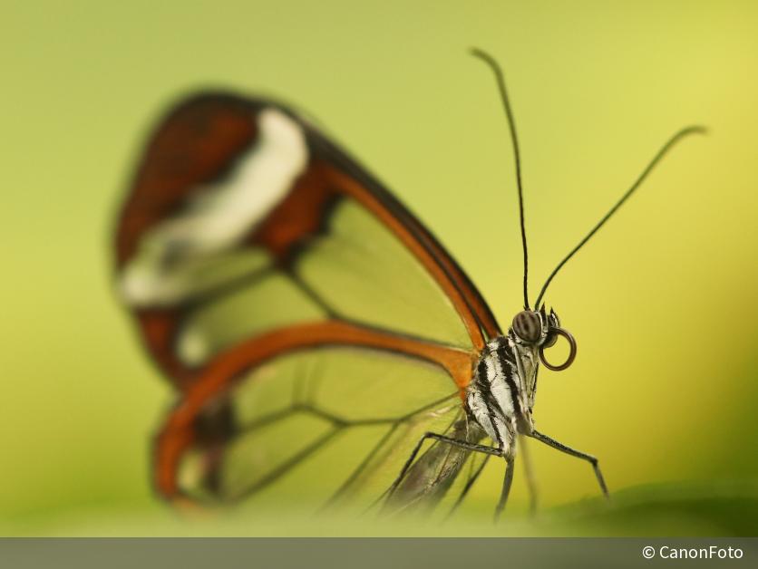 Makrofotografie: 8 Tipps für Schmetterlingsfotos