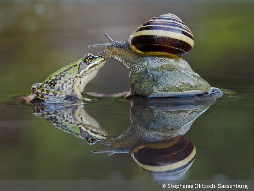 Makrofotografie: Die Top 10 aus dem Leserwettbewerb