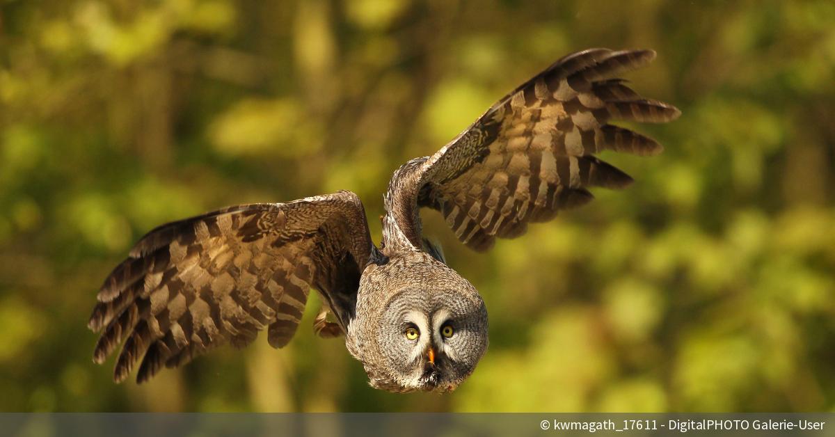 Wildtiere im Wald: Die 10 schönsten Bilder [Galerie]