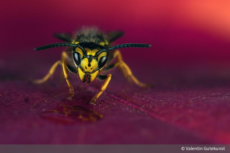 5 Tipps zur Makrofotografie | DigitalPHOTO