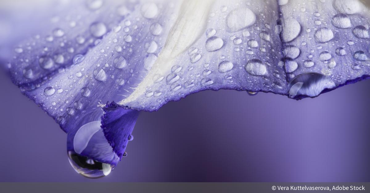 Makro und Wassertropfen: So gelingt's!