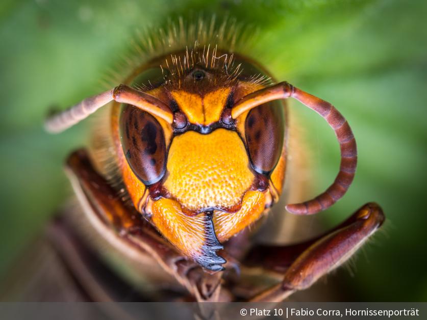 Makrofotografie: Die besten Aufnahmen unserer Leser!