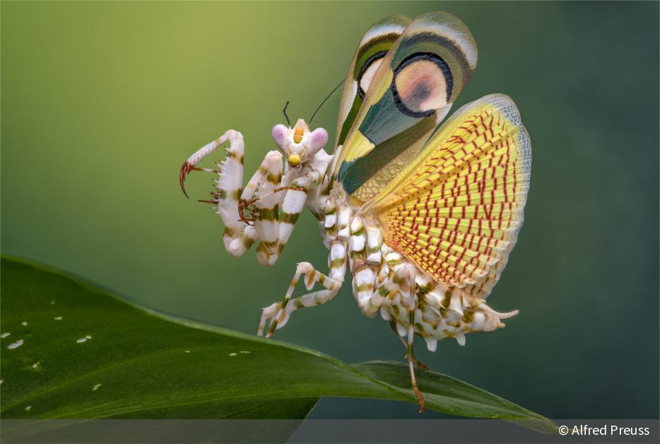 Die 10 besten Makro-Fotos unserer Leser [2020]