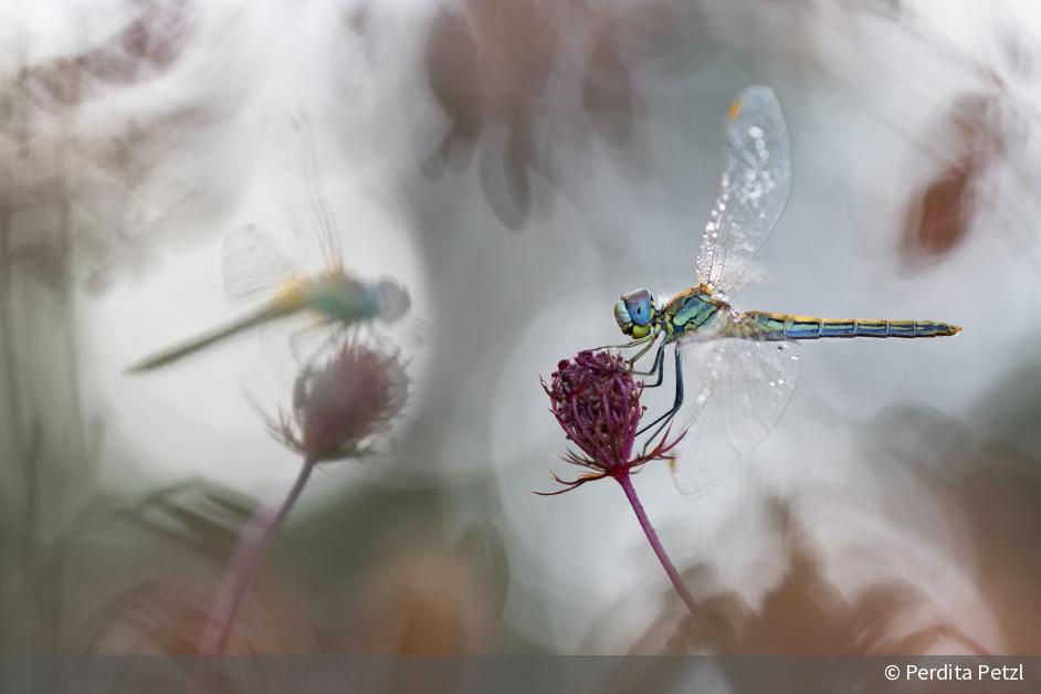 Die 10 besten Makro-Fotos unserer Leser [2020]