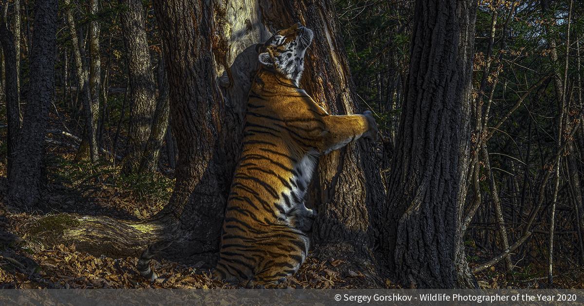 Wildlife Photographer of the Year 2020 ist Sergey Gorshkov!