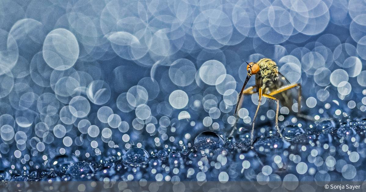 Das sind die 10 besten Makrofotografien 2021