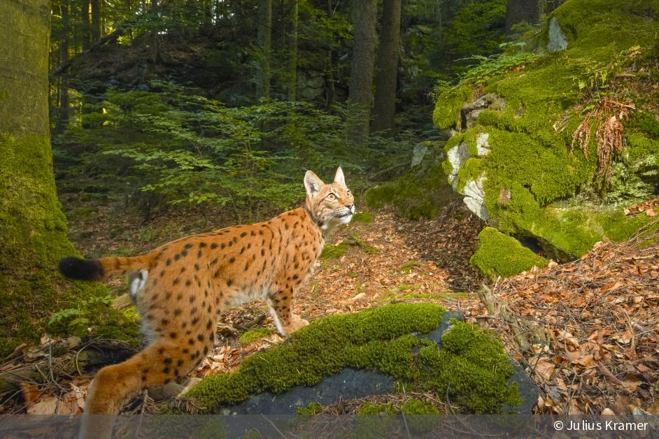 Wildtiere mit einer Kamerafalle fotografieren (Anleitung)