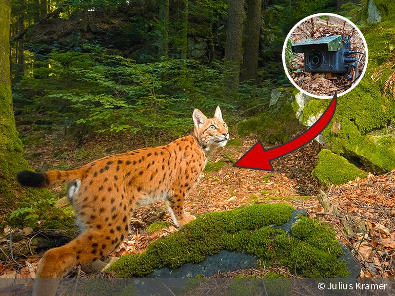 Wildtiere mit einer Kamerafalle fotografieren (Anleitung)