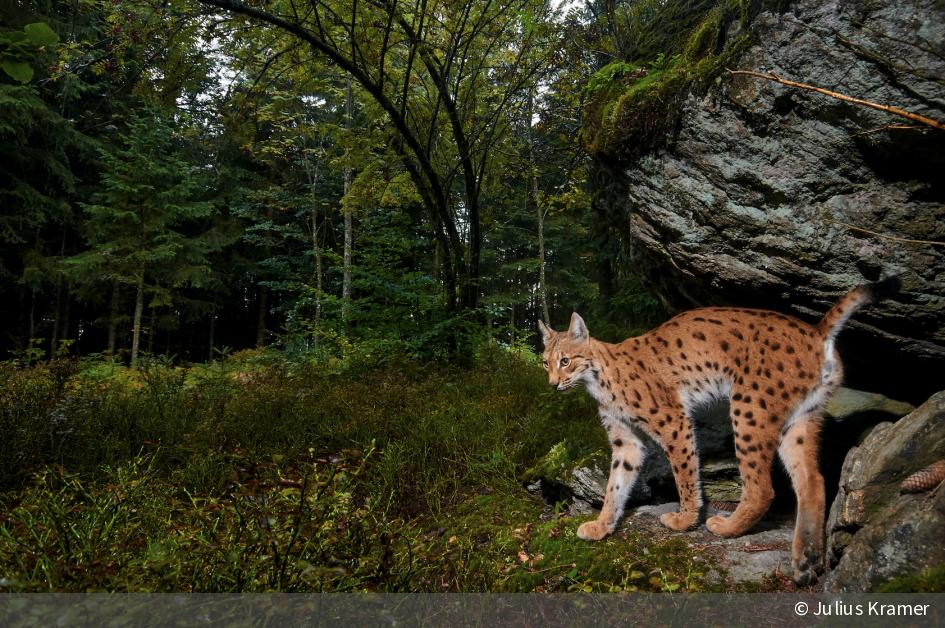 Wildtiere mit einer Kamerafalle fotografieren (Anleitung)