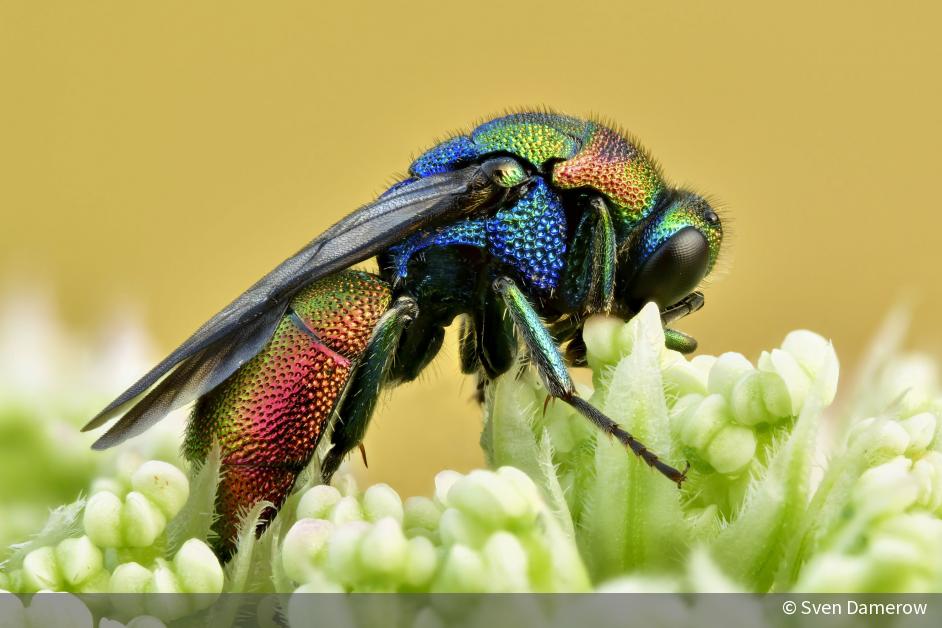 Focus Stacking in Photoshop [Schritt für Schritt erklärt]