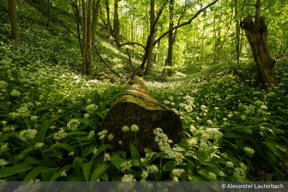 Frühlingswald mit starken Details fotografieren [Fokusreihe]