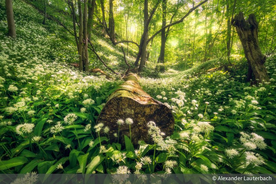 Frühlingswald mit starken Details fotografieren [Fokusreihe]