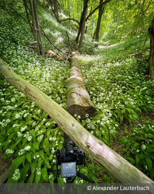 Frühlingswald mit starken Details fotografieren [Fokusreihe]