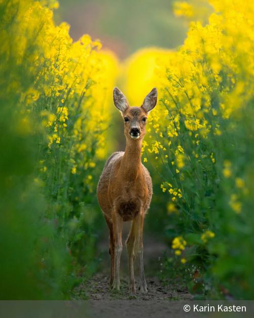 Fotowettbewerb 2024: Die besten Wildlife-Fotos [TOP 10]