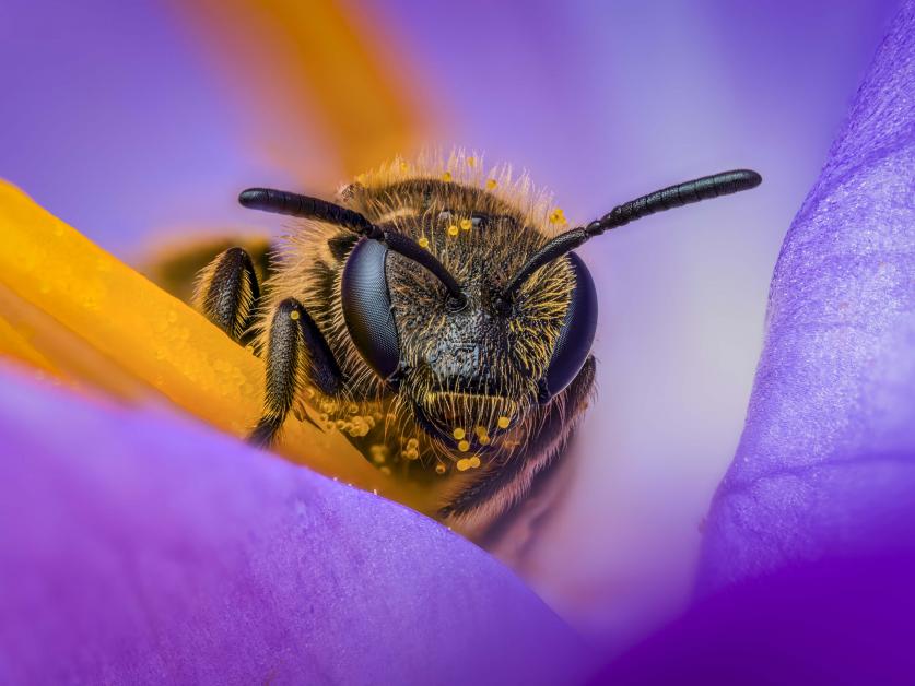 Fotowettbewerb 2024: Die besten Makrofotos [TOP 10]